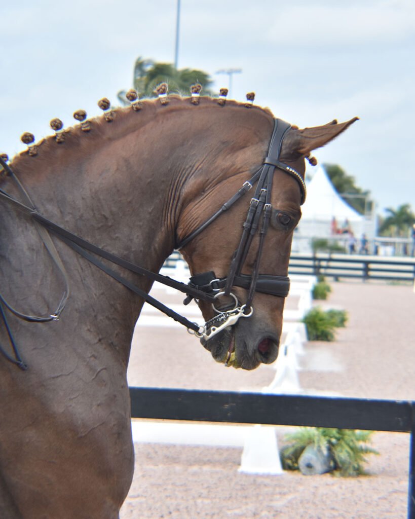 Dissection and Necropsy - Denali Equine